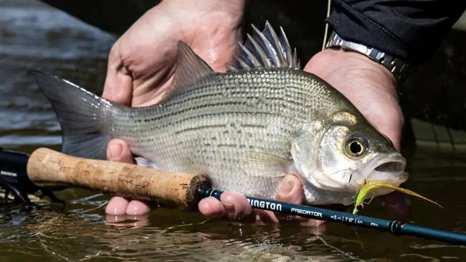 Lake Whitney Fly Fishing Trips | Guided Fishing Adventures- Texas Mosca